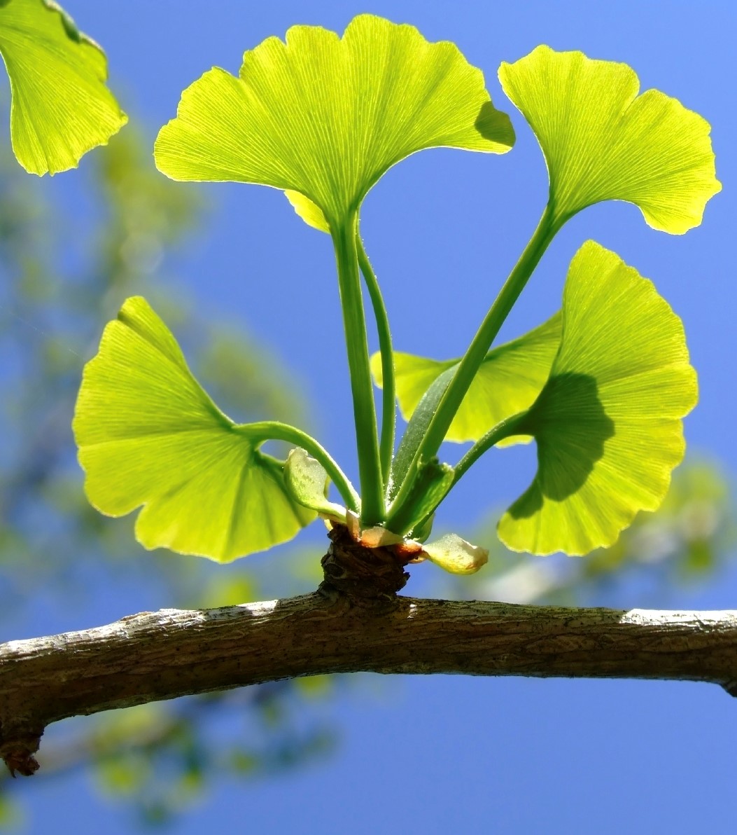 Biloba? – Biloba Uitvaarten
